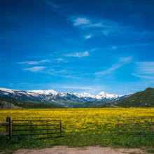 Top Wildflower Hikes In Aspen | Aspen CO Chamber